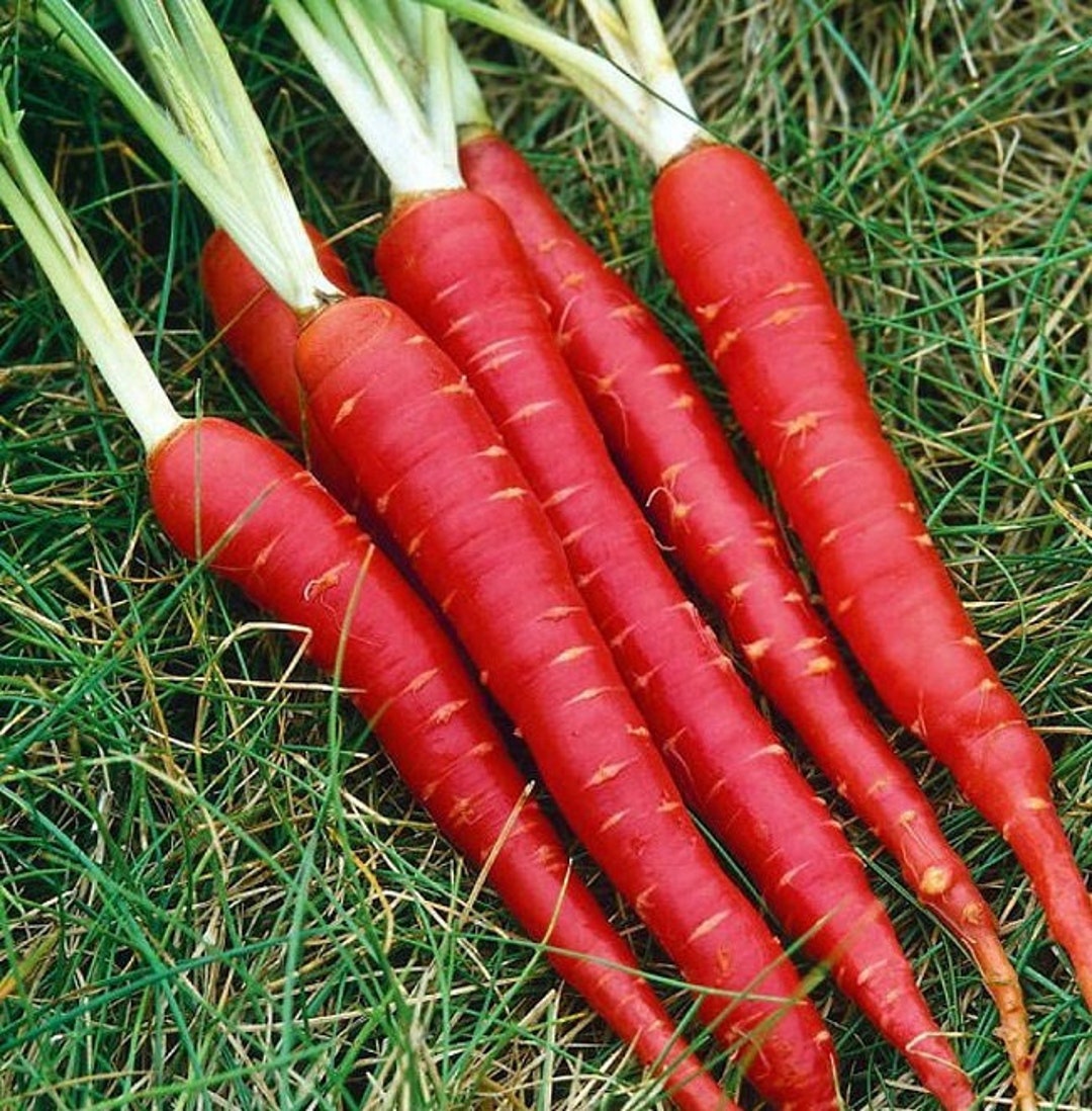 Vegetable Seeds Carrot Seeds Atomic Red 250 Thru 5,000 Garden Seeds - Etsy