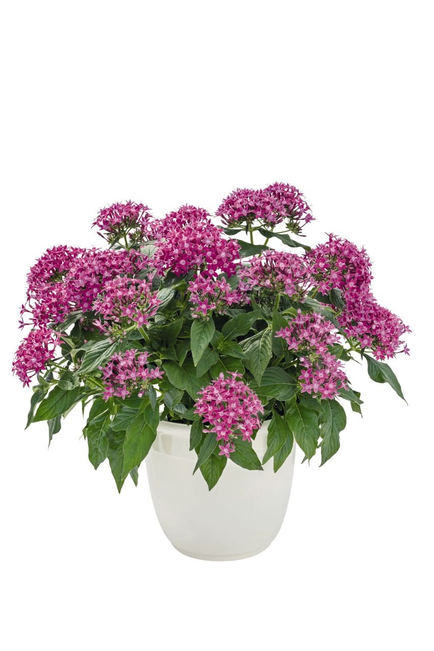 Pentas Seeds Pentas Graffiti 20/20 Ultra Violet 25 Pelleted Seeds - Etsy.de
