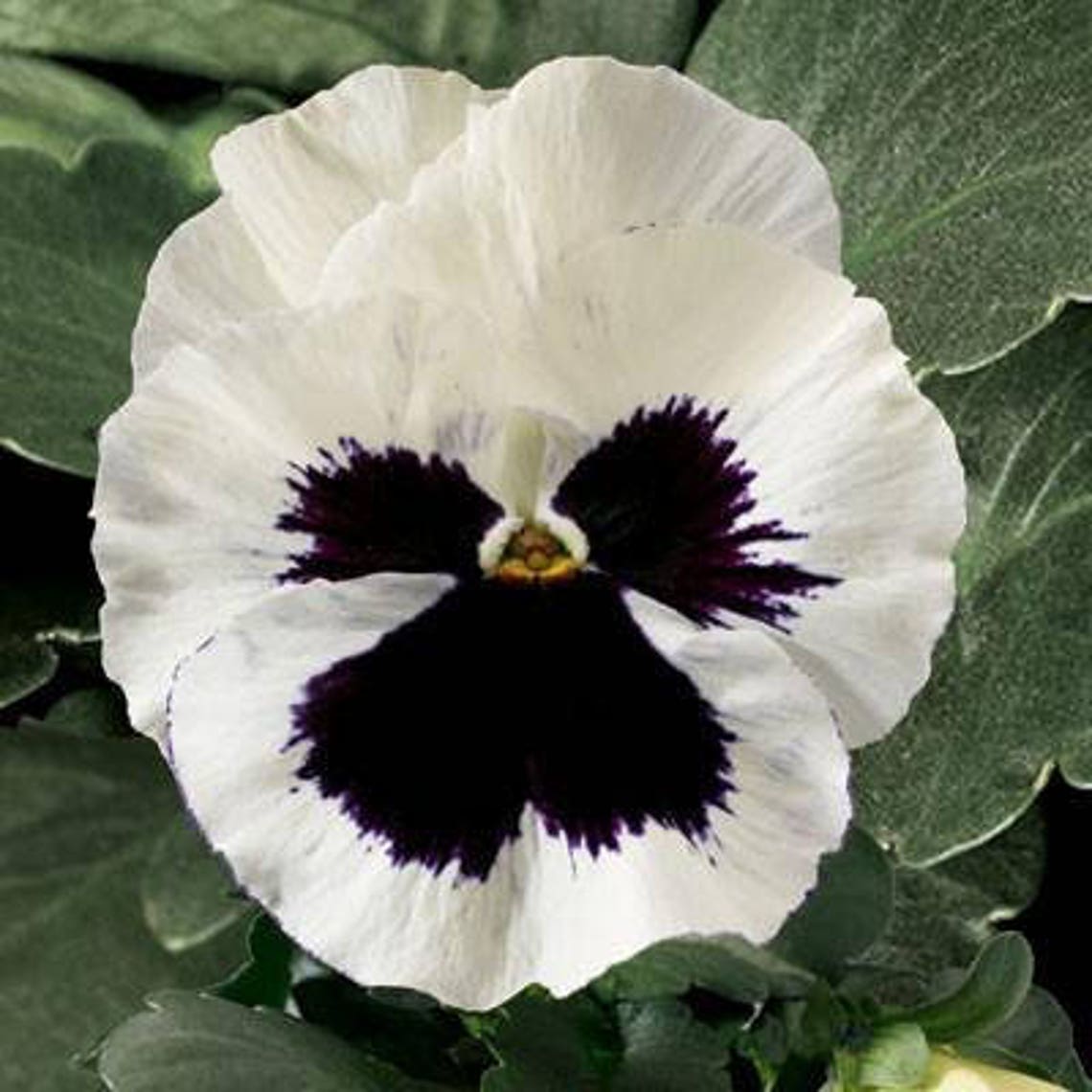 500 Bulk Delta Pansy Seeds Delta White With Blotch - Etsy