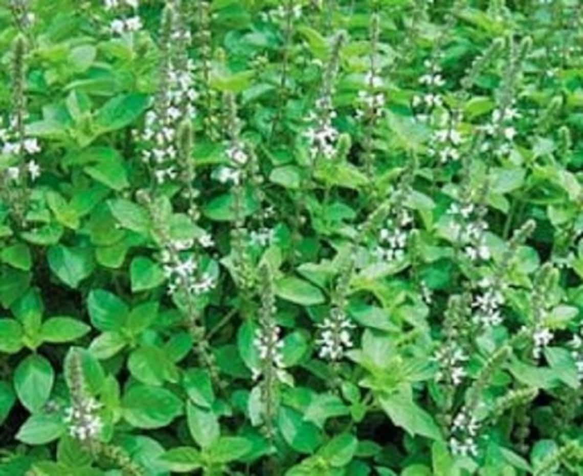 500 Sweet Marjoram Seeds Herb Seeds Marjoram Seeds - Etsy