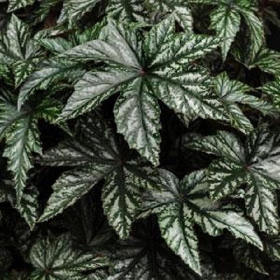 15 Begonia Seeds Begonia Gogo Bright Red Series Begonia Pelleted Seeds ...