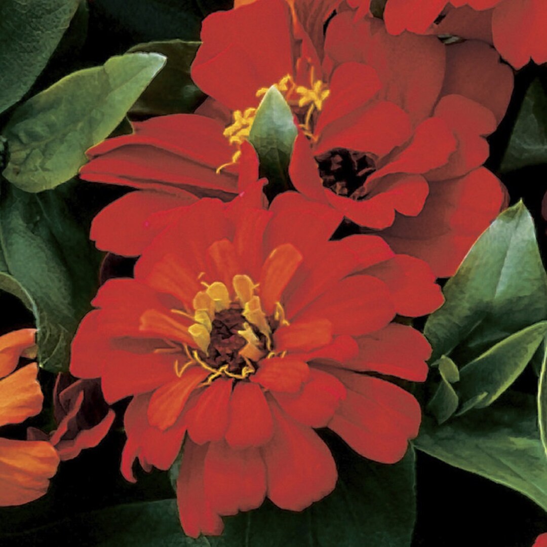Zinnia Seeds Zinnia Short Stuff Deep Red 25 Flower Seeds - Etsy