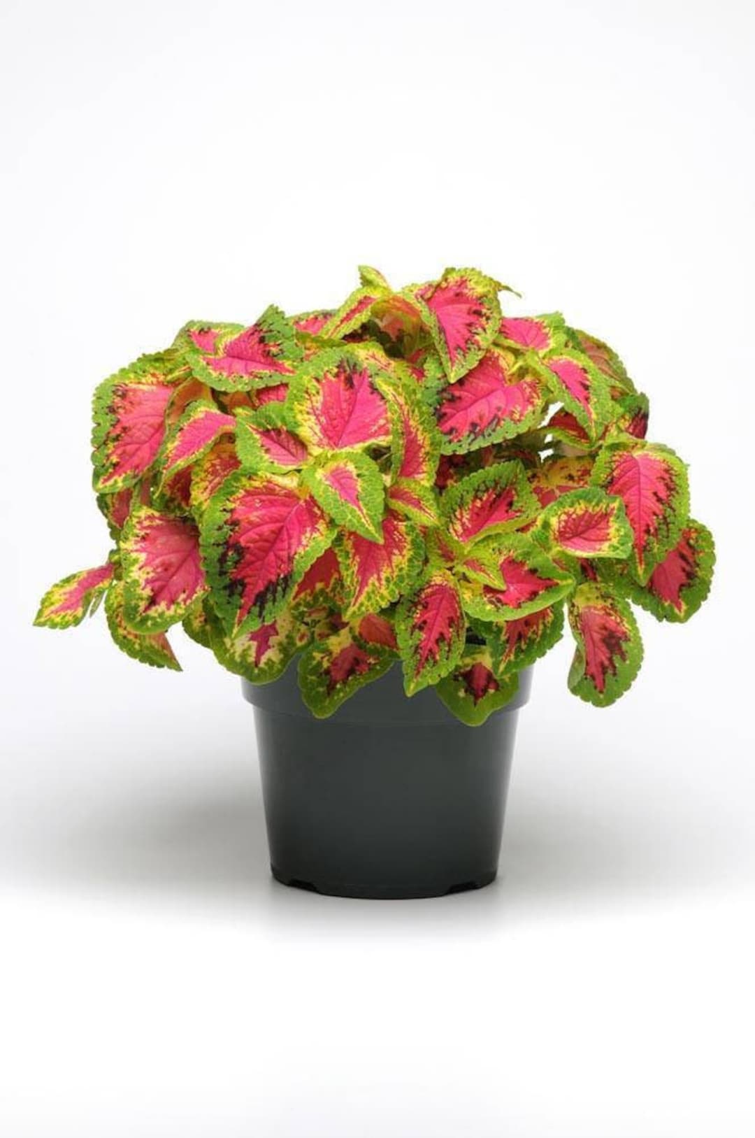 MPB#1 Bulk Coleus Seeds Sun Watermelon Pelleted 100 Bulk Seeds - Etsy