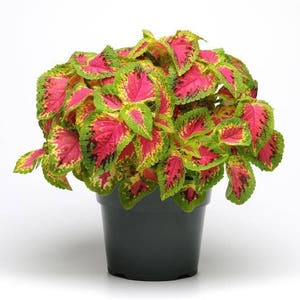Watermelon Coleus - Etsy