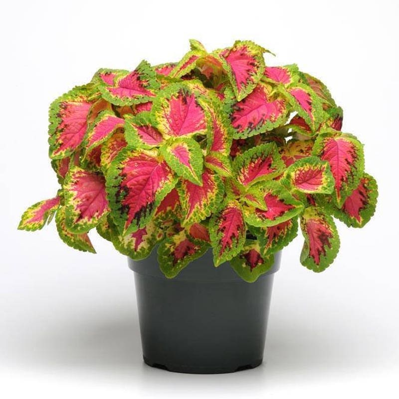 Watermelon Coleus - Etsy