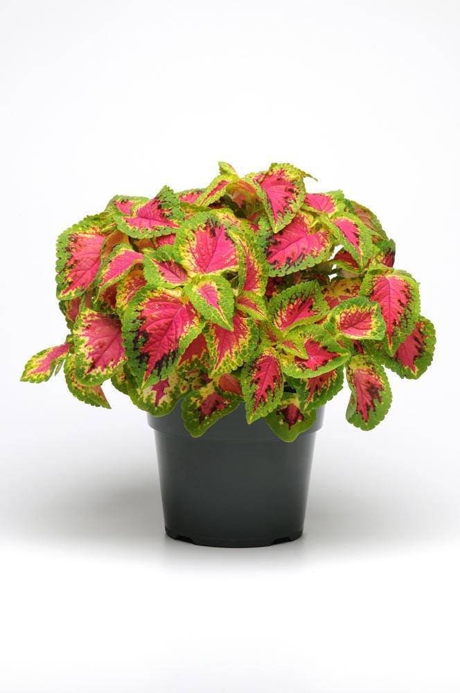 MPB#1 Bulk Coleus Seeds Sun Watermelon Pelleted 100 Bulk Seeds - Etsy