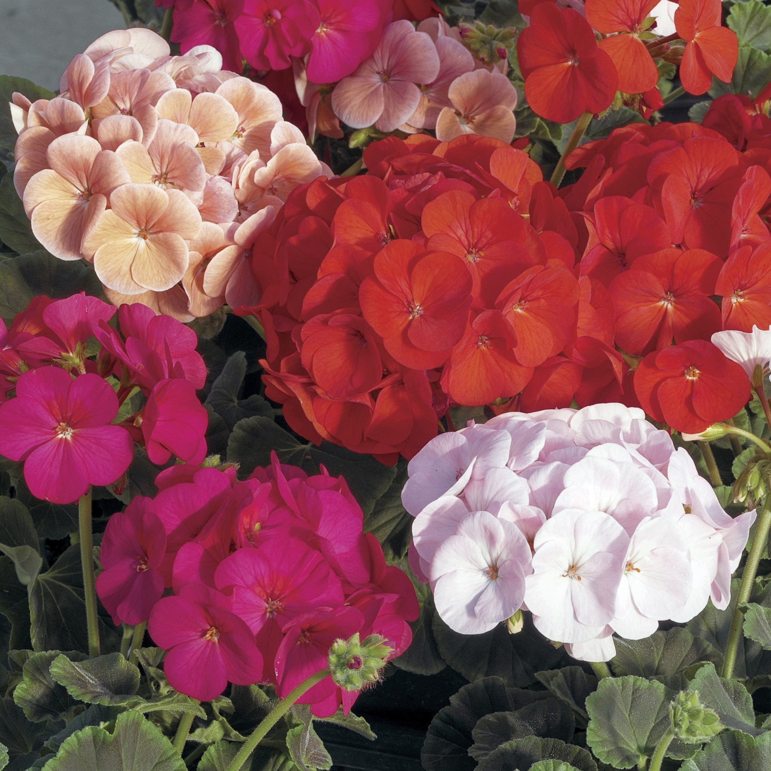 Geranium Seeds Bullseye Mix 15 Seeds - Etsy