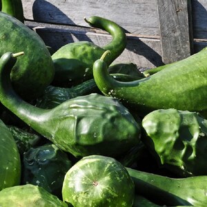 MPB#5 Gourd Seeds Caveman's Club Gourd 25 Thru 200 Seeds Cave Man Club ...