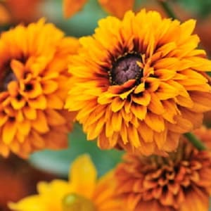 50 Rudbeckia Seeds Cherokee Sunset PERENNIAL - Etsy