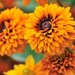 50 Rudbeckia Seeds Cherokee Sunset PERENNIAL - Etsy