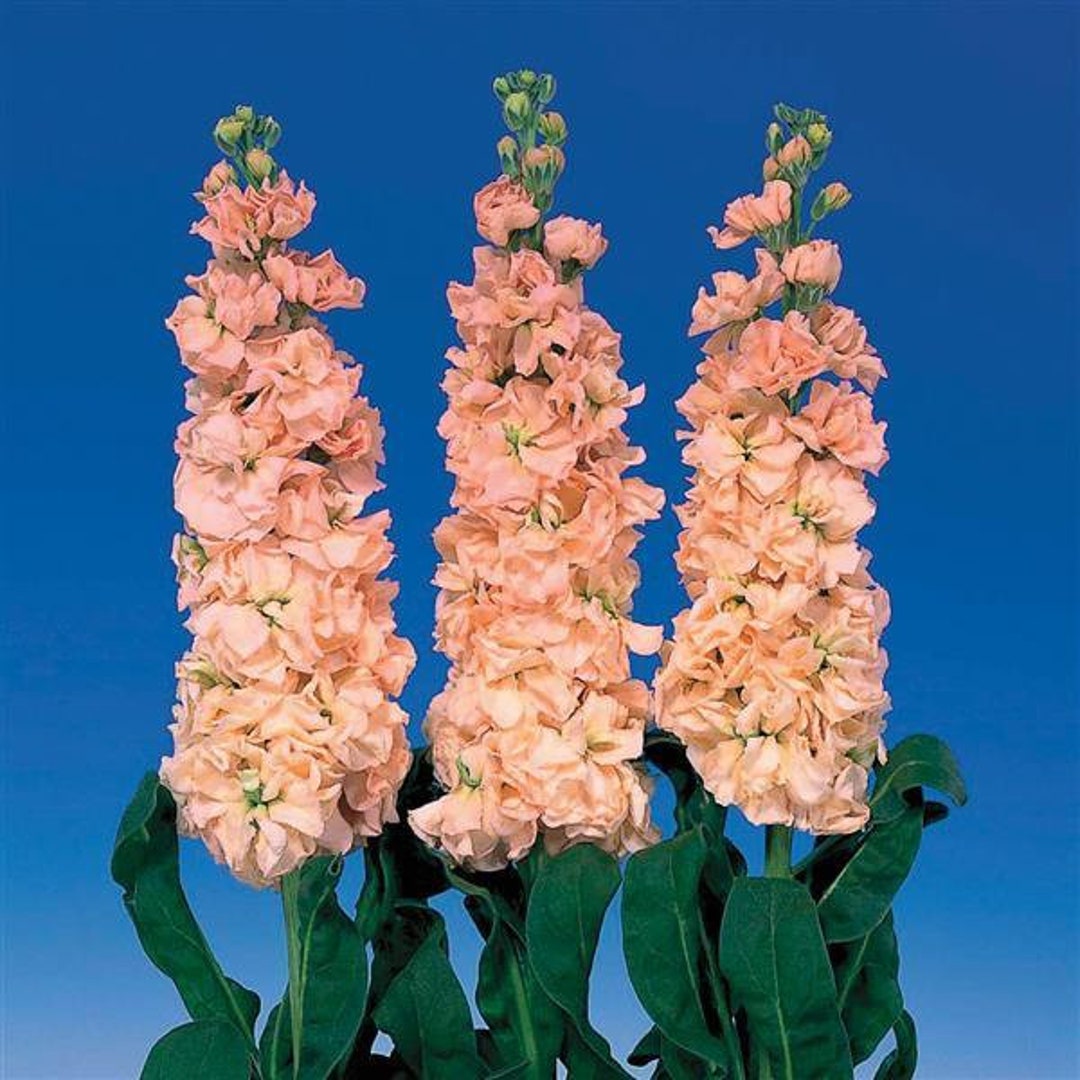 50 Stock Seeds Matthiola Iron Apricot Cut Flower Seeds - Etsy