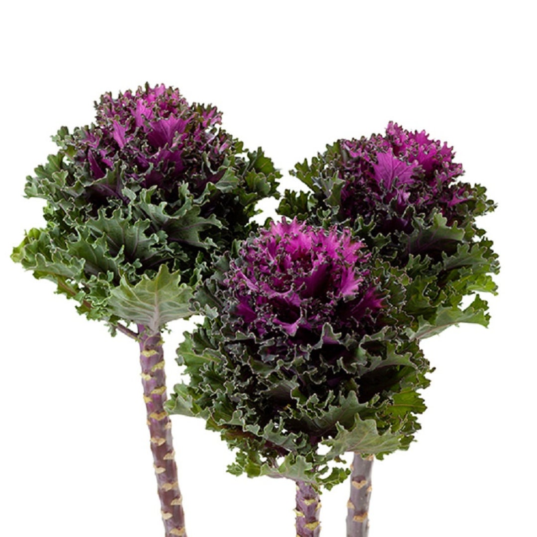 50 Flowering Kale Seeds Flowering Kale Empire Katya F1 Hybrid ...