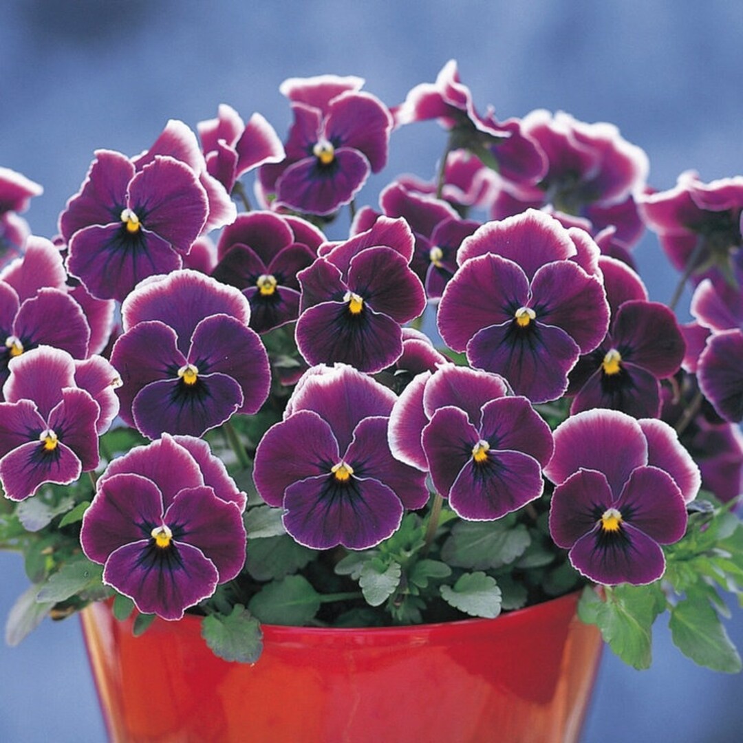 Pansy Nature Rose Picotee 25 Pansy Seeds Flower Seeds - Etsy