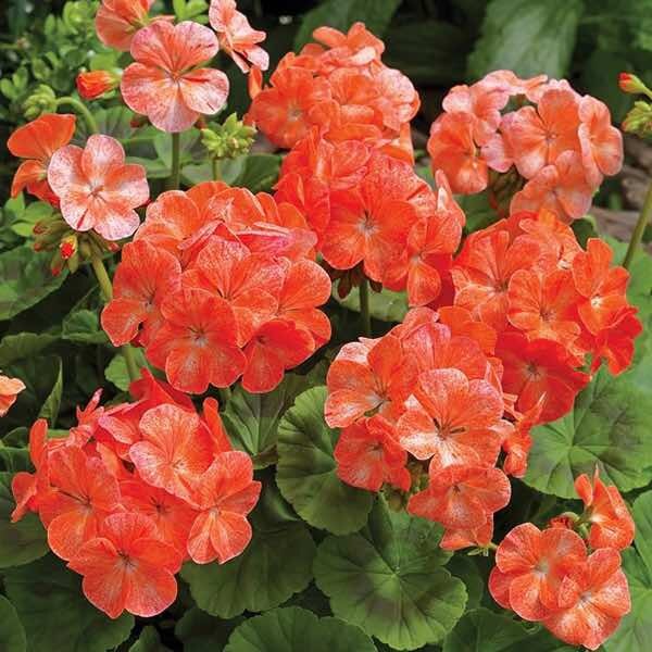 15 Geranium Seeds Pinto Premium Salmon Splash - Etsy