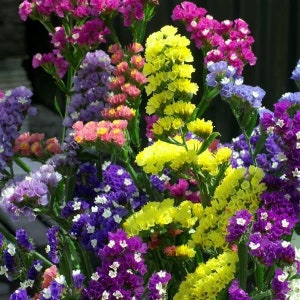 Garden Flower Gift, Seed Mix Limonium Seeker Mix 100 Statice Seeds Cut ...