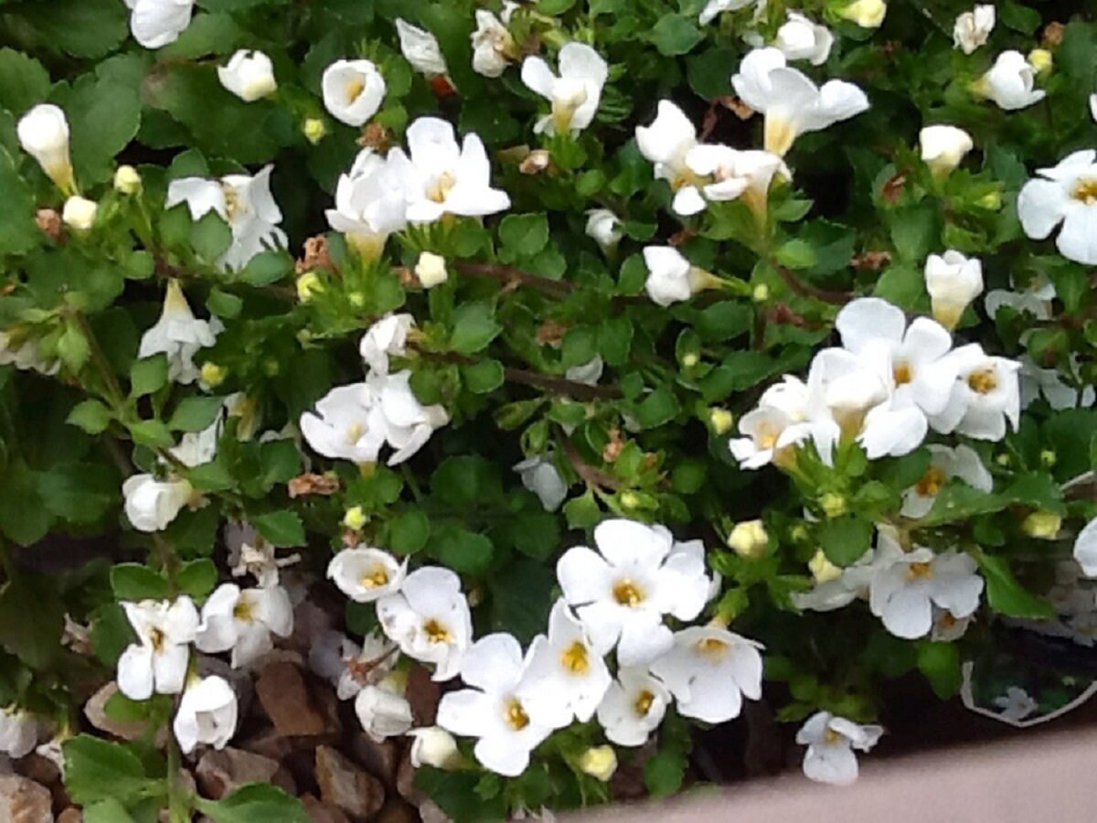 BIN1R5D1 Bacopa Seeds 25 Thru 100 Multi Pelleted Bacopa - Etsy