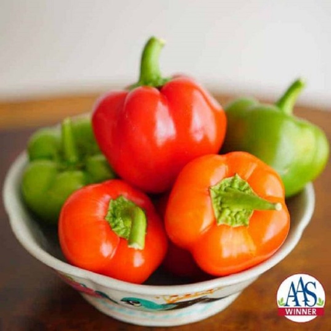 25 Chili Pie Pepper Seeds Hot Pepper Seeds Mild Miniature Bell Pepper ...