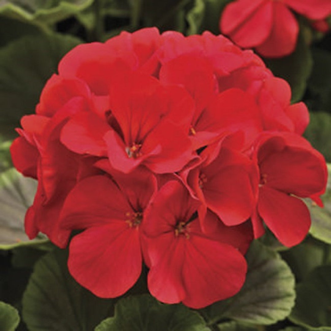 Geranium Seeds Bullseye Cherry 15 Seeds - Etsy