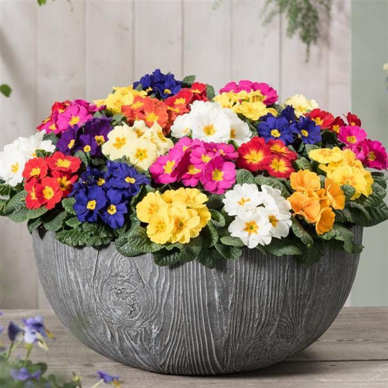 Primula Seeds 50 Primrose Seeds Primula Optic Mix - Etsy