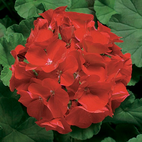 MPB3 Geranium Seeds Ringo Deep Scarlet 15 Geranium Seeds - Etsy