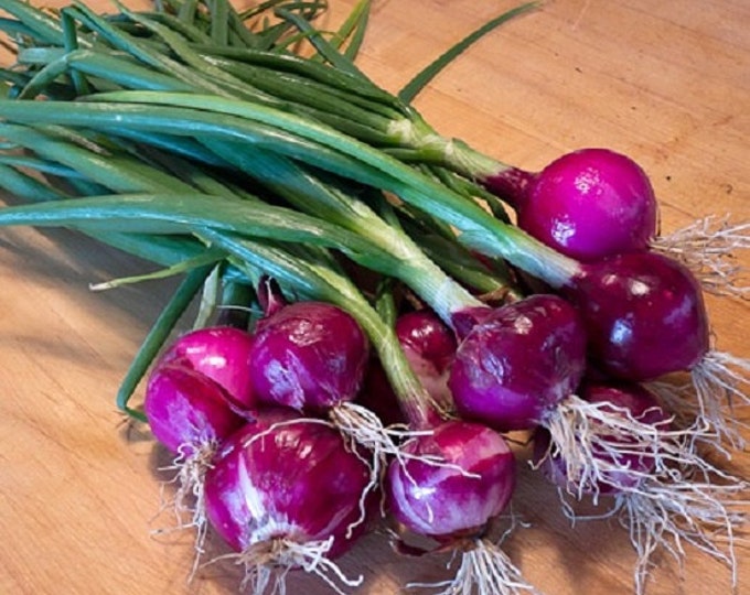 Red Torpedo Onion Seeds, Italian Red Onions // Heirloom, Non GMO ...