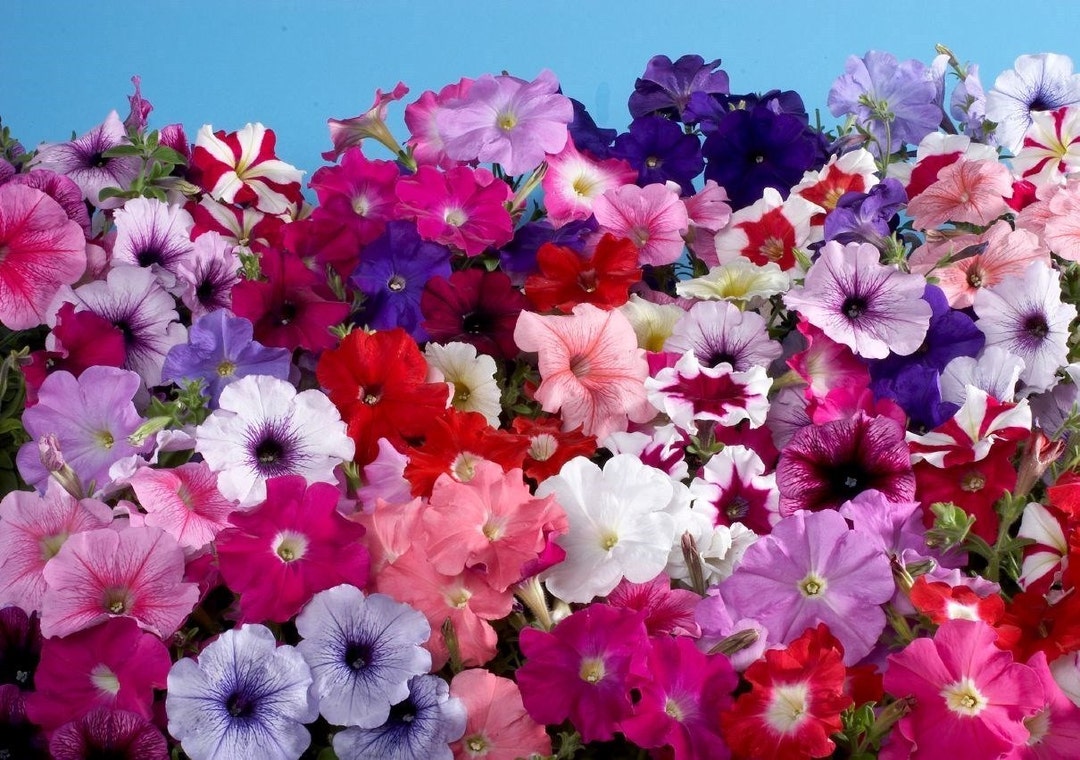 Seed Mix 100 Pelleted Petunia Seeds Mystery Mix - Etsy