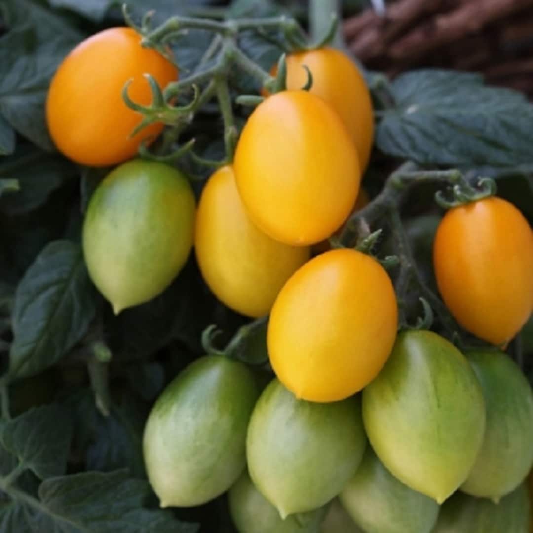 25 Tomato Seeds Peardrops F1 Hybrid Trailing Tomatoes - Etsy