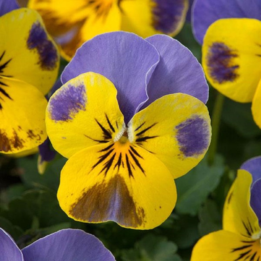Viola Seeds Sorbet Yellow Blue Jump up 50 Seeds Viola Sorbet - Etsy
