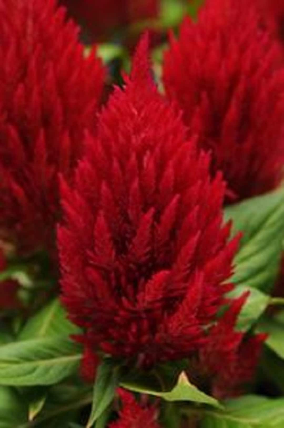 Celosia Seeds First Flame Red 50 Pelleted Seeds - Etsy