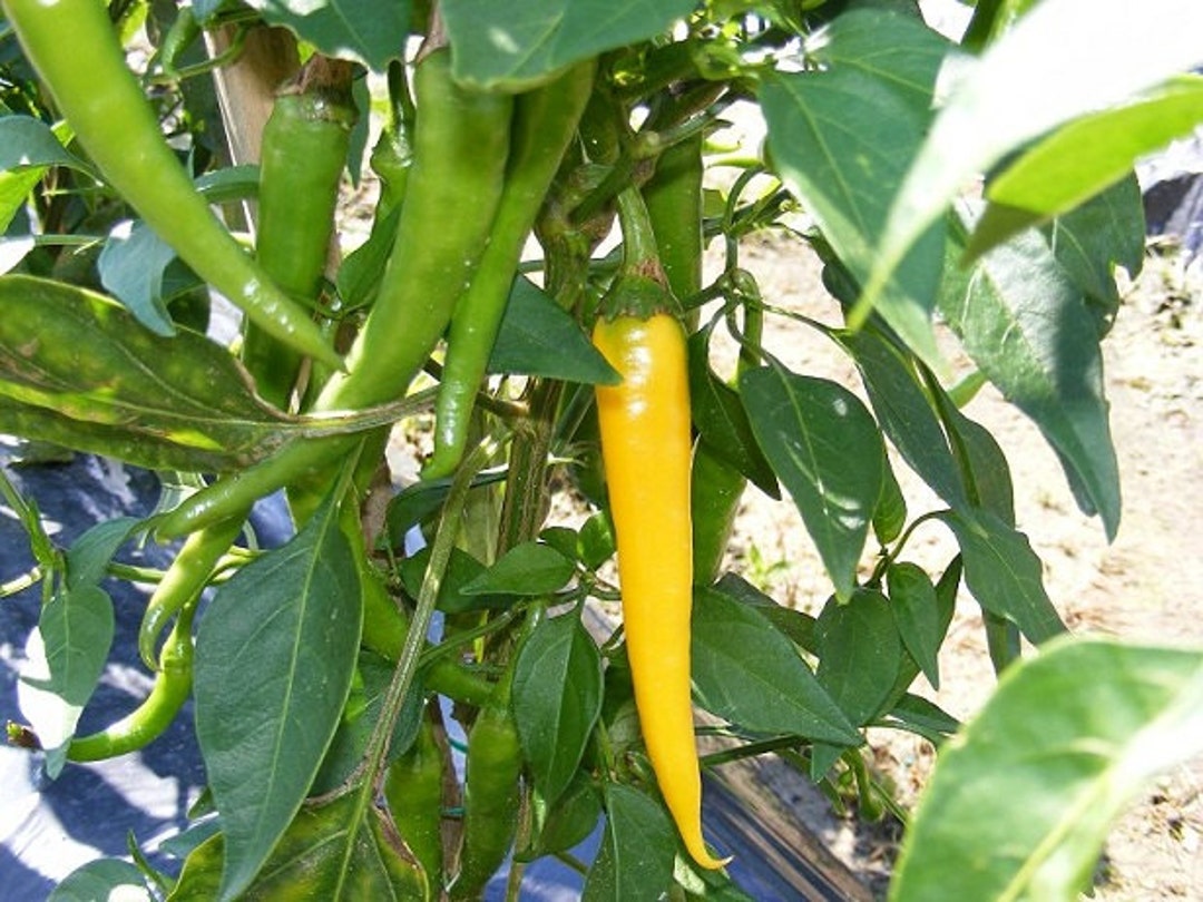25 Pepper Seeds Golden Cayenne Chili Pepper Garden Seeds - Etsy