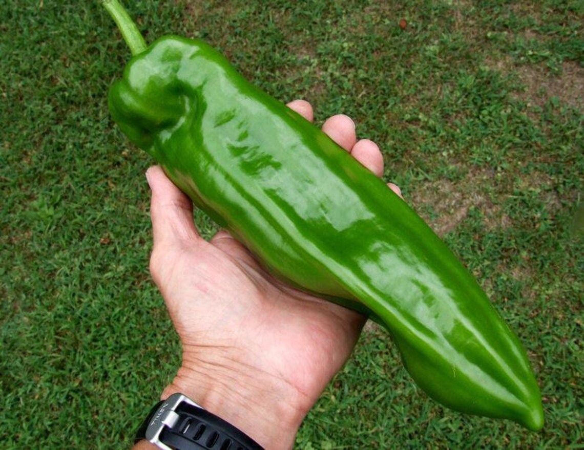 MPB11 Giant Marconi Pepper Seeds Sweet Pepper F1 Hybrid 15 - Etsy