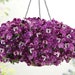 Pansy Seeds Cool Wave Raspberry Swirl Trailing Pansy 15 Seeds Hanging ...