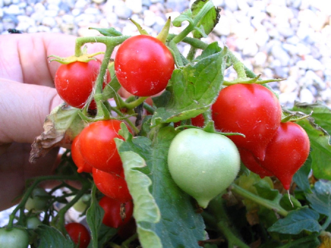 MPB#6 Tomato Seeds Micro Tom World's Smallest Tomato Plant 15 Thru 100 ...