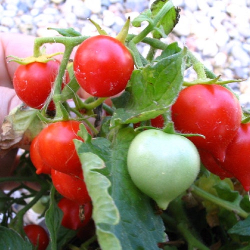 MPB6 Tomato Seeds Micro Tom World's Smallest Tomato Plant - Etsy