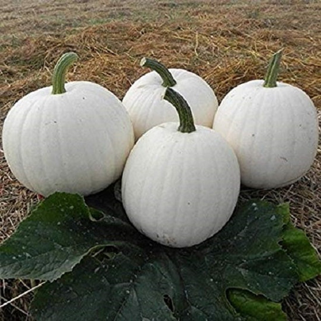MPB10 Pumpkin Seeds Casper White Pumpkin 25 Thru 200 Seeds - Etsy