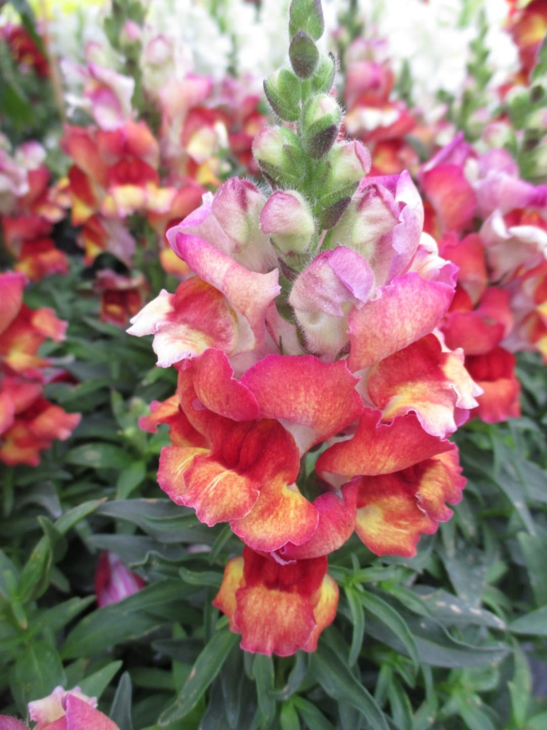 Flower Seeds Snapdragon Seeds Snapdragon Snappy Red Flame 50 Seeds - Etsy