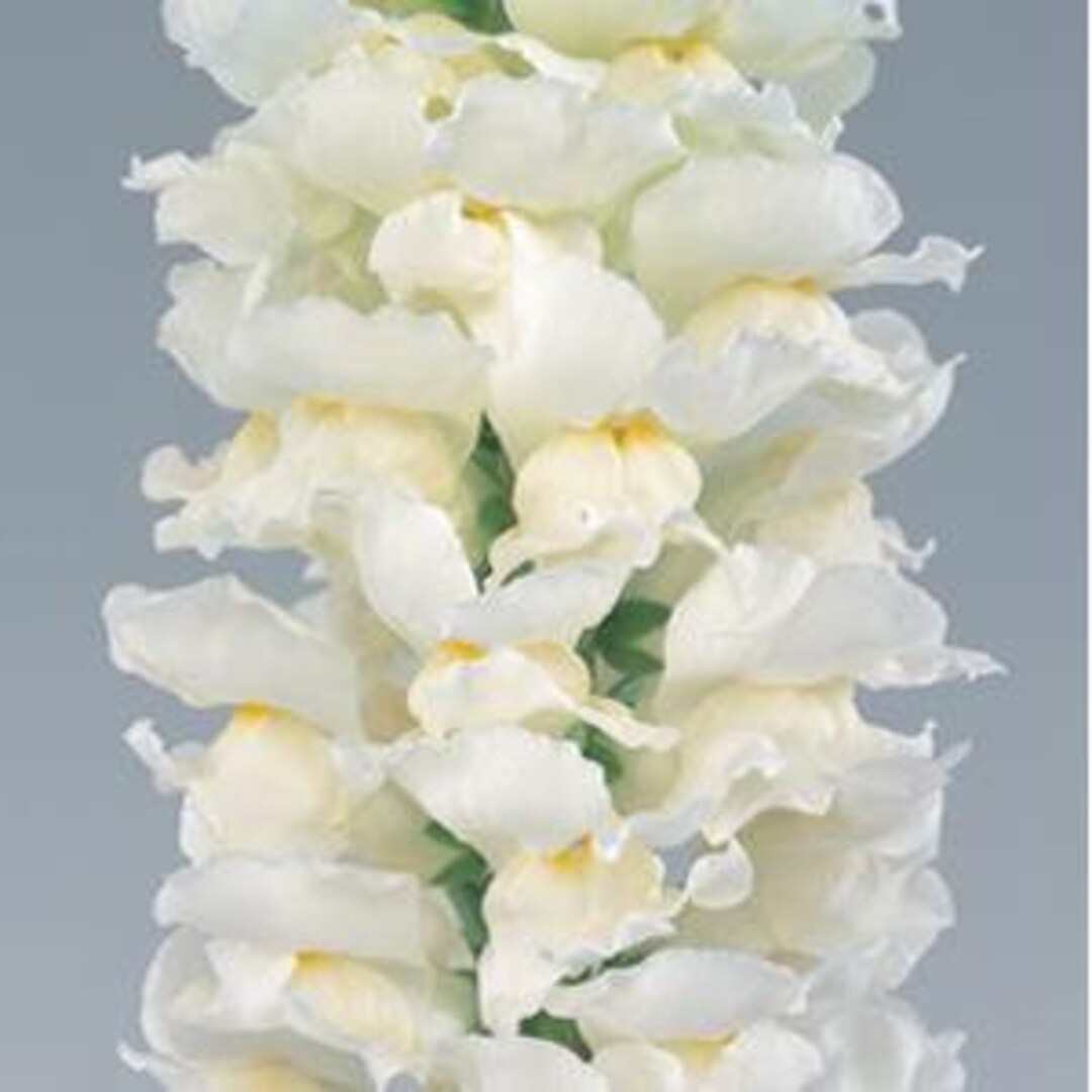 50 Snapdragon Seeds Snapdragon Calima Ivory White - Etsy