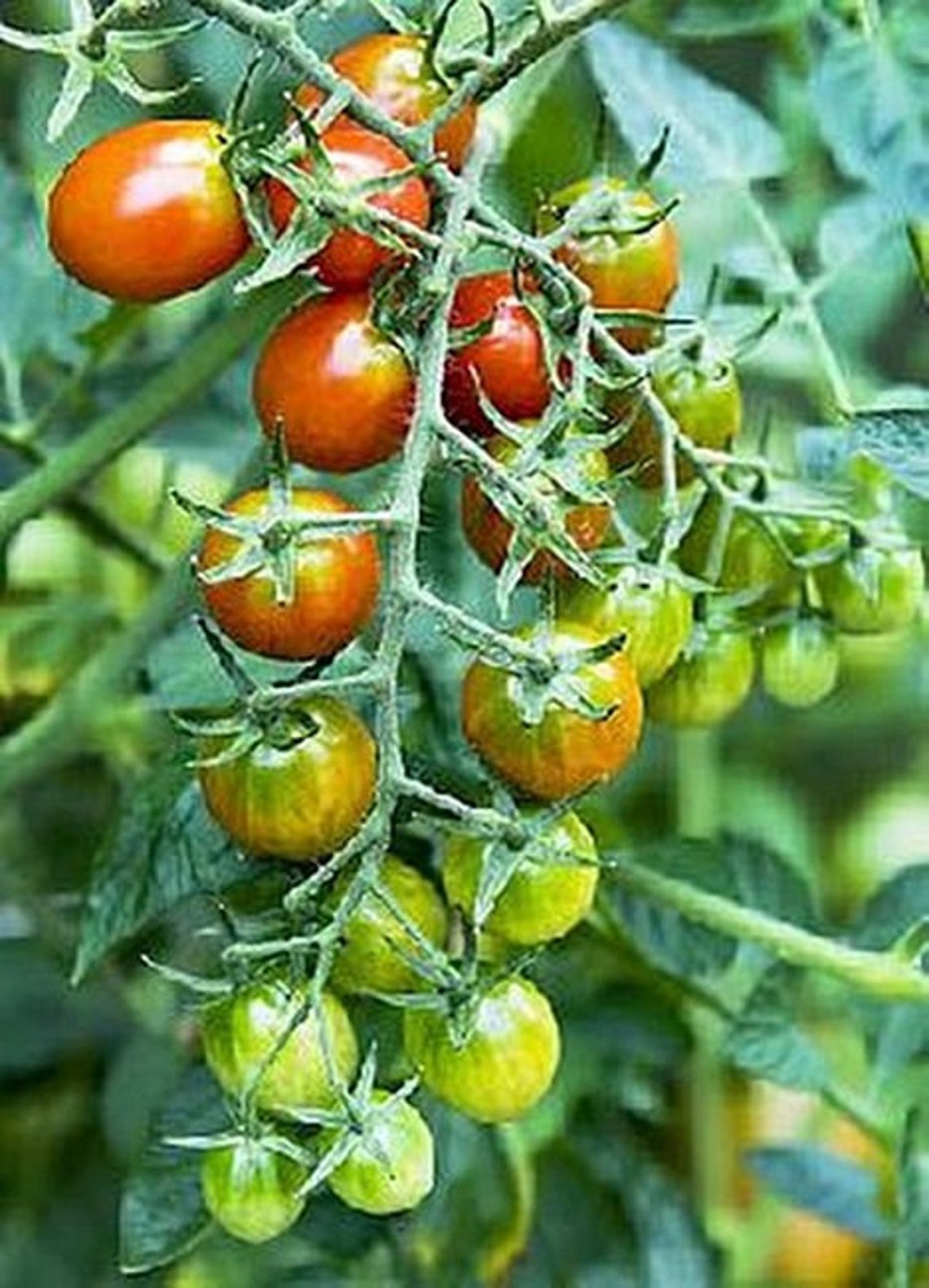 25 Tomato Seeds Moby Grape F1 Hybrid Grape Tomato Seeds - Etsy