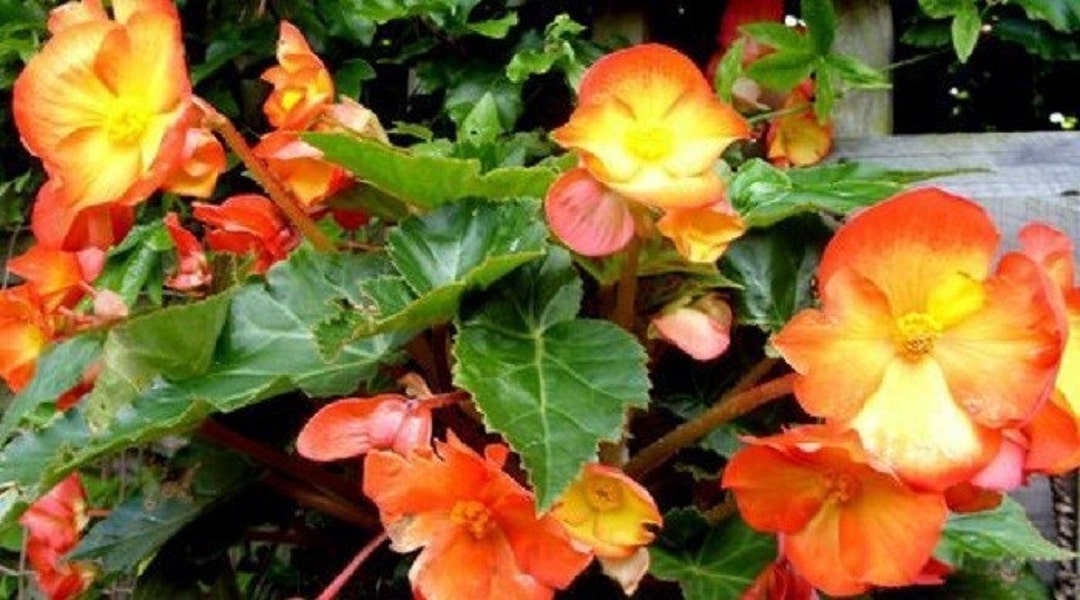 15 Begonia Seeds Pin up Flame Pelleted Seeds Tuberous - Etsy