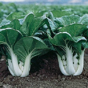 Vegetable Seeds 500 Pak Choi White Stem Cabbage Seeds - Etsy