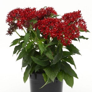 Pentas Lucky Star Dark Red 25 Pelleted Seeds Pentas Seeds - Etsy