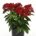 Pentas Lucky Star Dark Red 25 Pelleted Seeds Pentas Seeds - Etsy