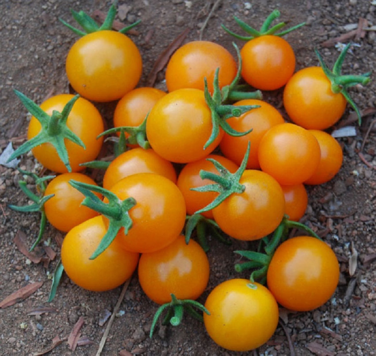 MPB#6 Sun Gold Tomato Seeds F1 Hybrid 15 Thru 250 Seeds You Pick - Etsy