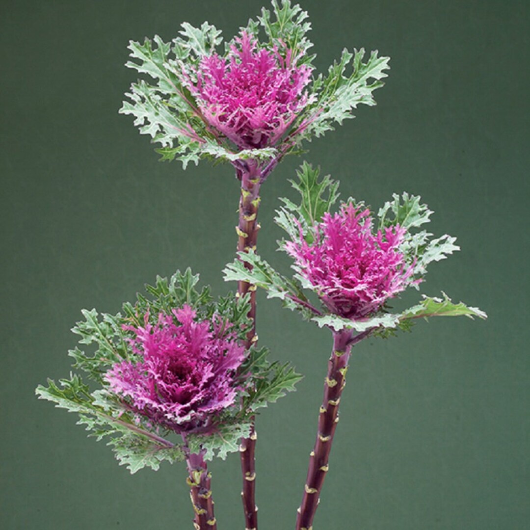 25 Flowering Kale Seeds Flowering Kale Crane Feather Queen Red ...