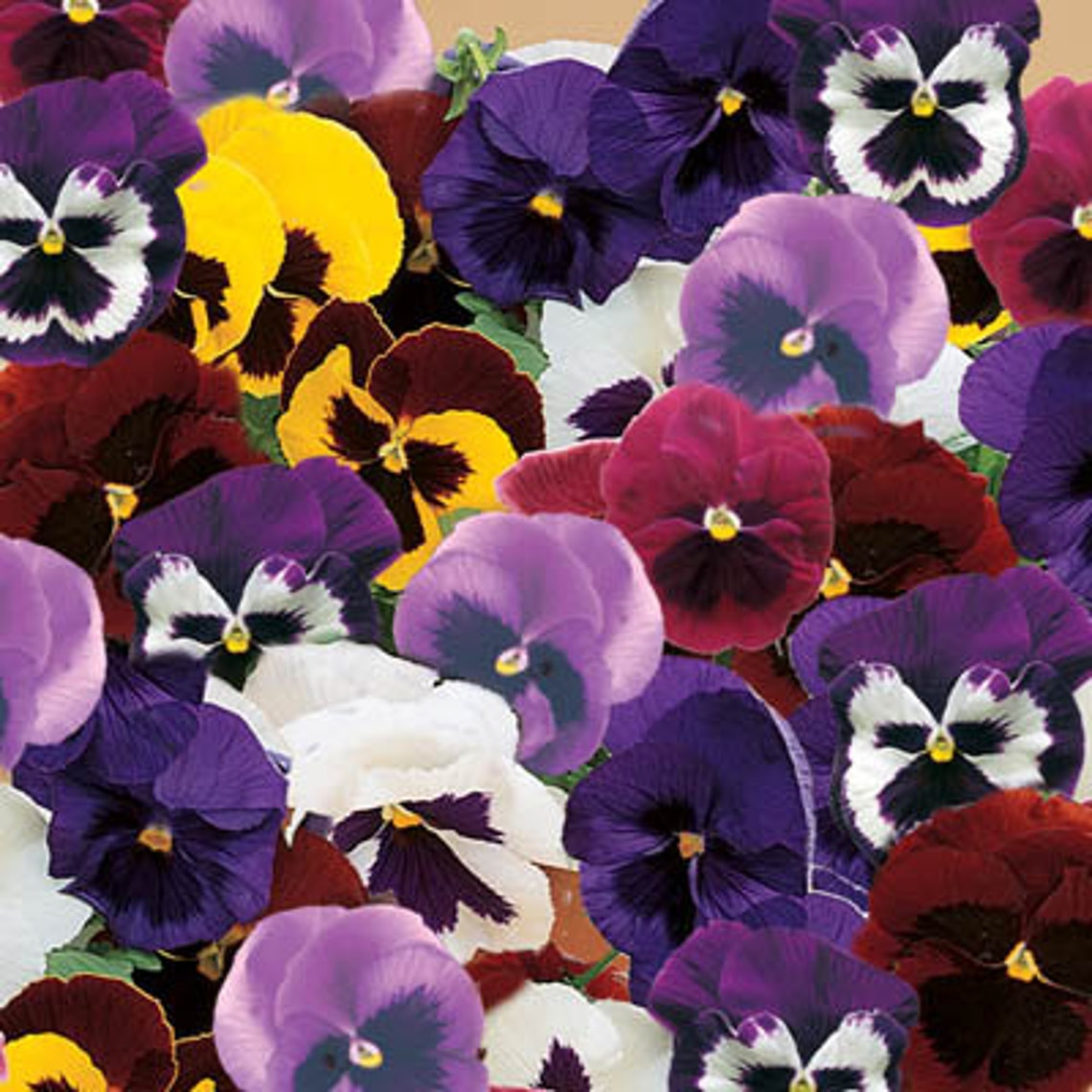 50 Seeds Pansy Majestic Giant II Mix FLOWER SEEDS | Etsy