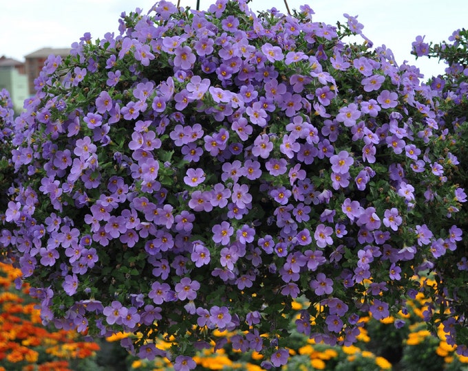 Bacopa Blutopia Seed/white Snowtopia or Pinktopia Hanging Basket ...