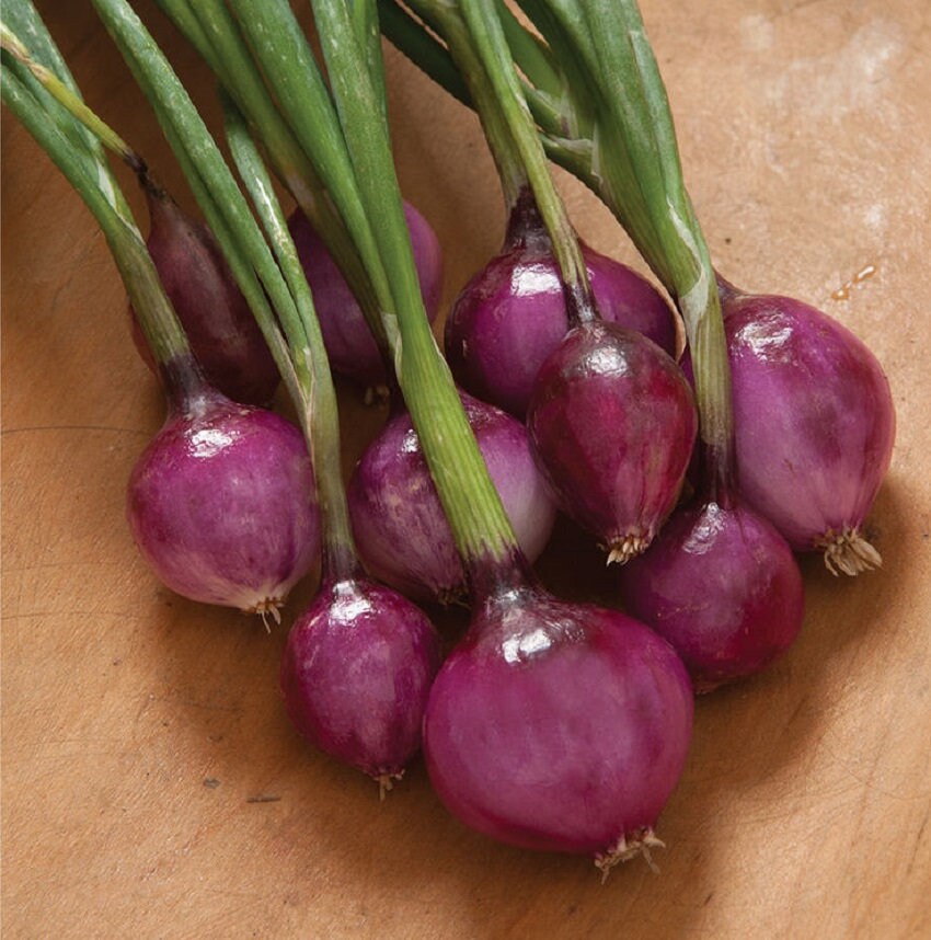 Purple Onion