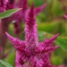 Celosia Seeds First Flame Mix 50 Pelleted Seeds - Etsy