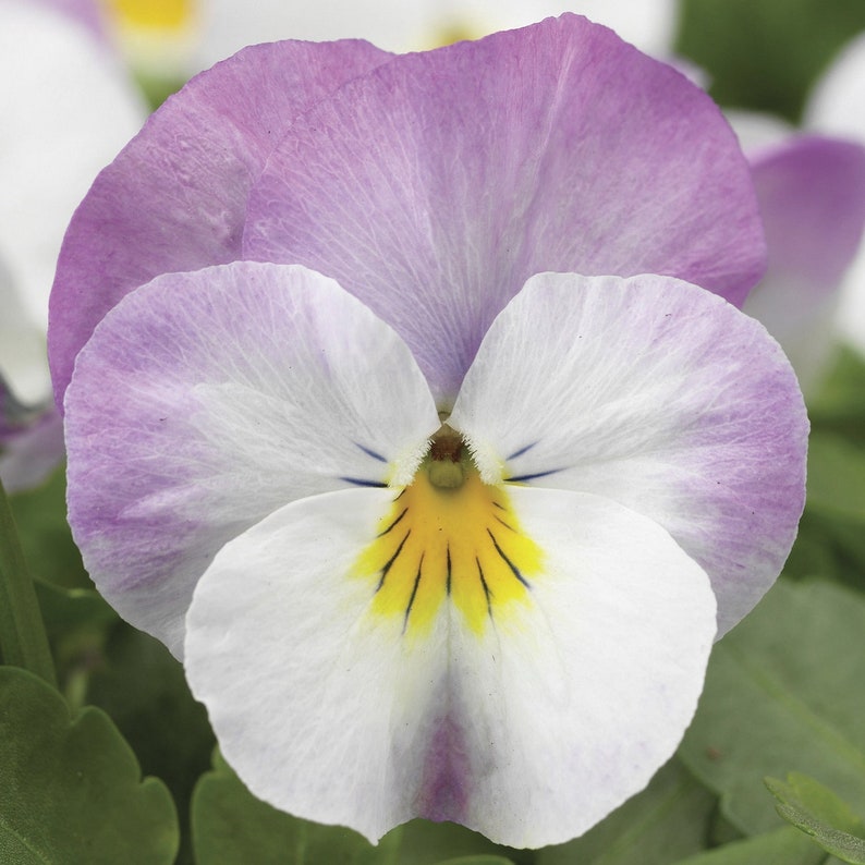 Viola Seeds Viola Deltini Rose Pink 50 Seeds Scented Viola - Etsy