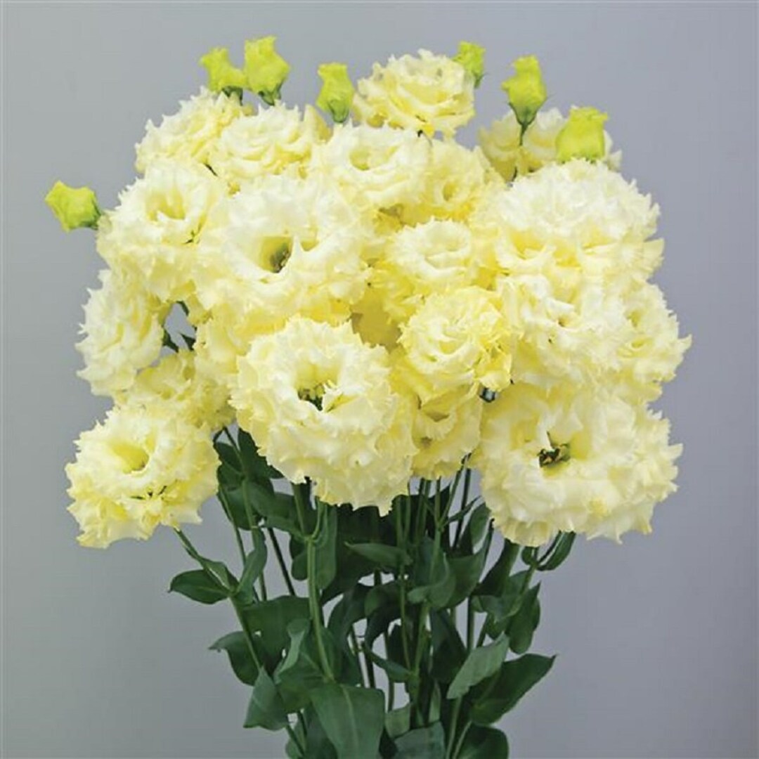 Flower Seeds Lisianthus Seeds Celeb 2 Yellow 25 Pelleted Seeds Cut ...